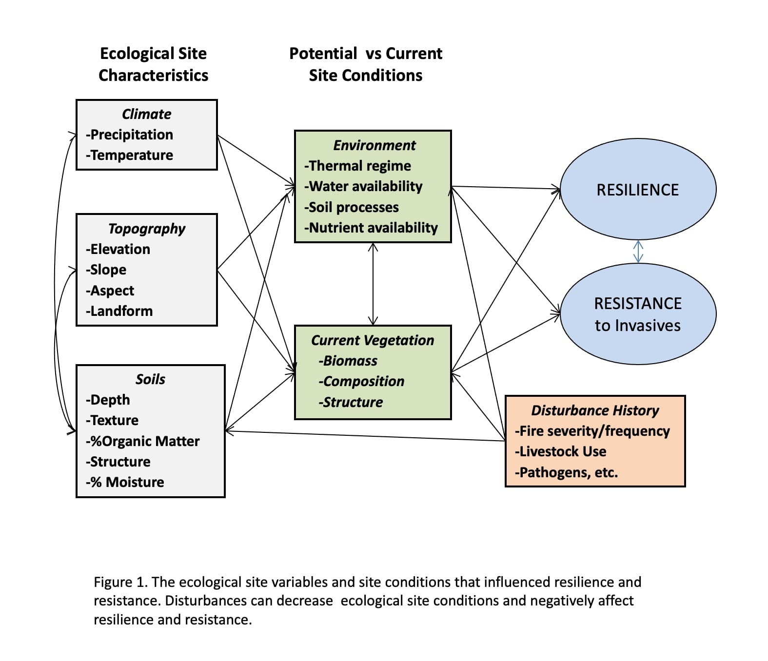 Home | Pinyon Juniper