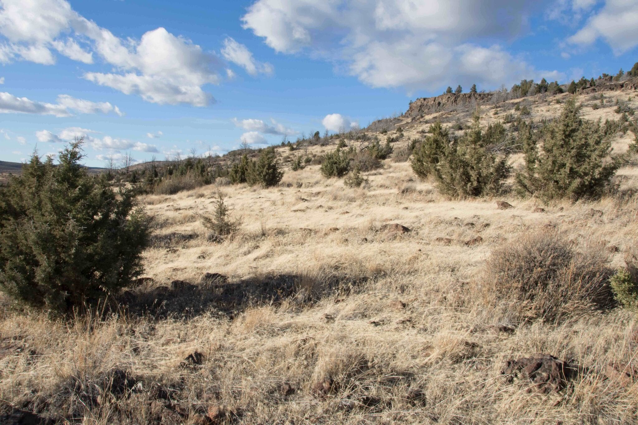 PJ101-Invasive Species | Pinyon Juniper