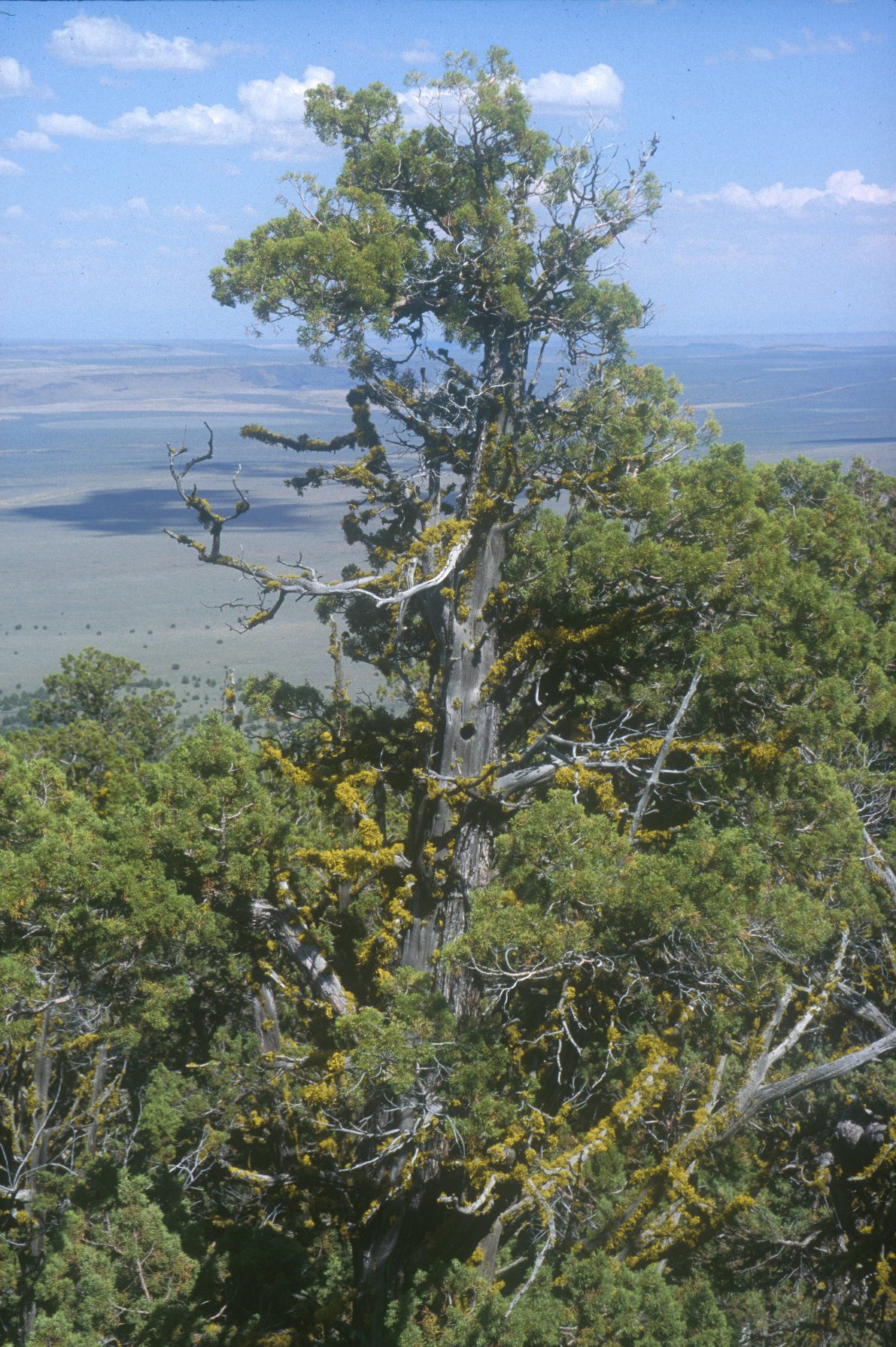 Home | Pinyon Juniper