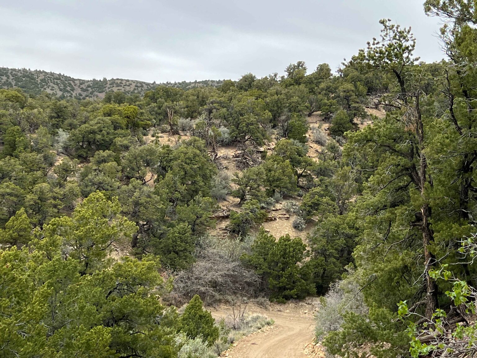 Home | Pinyon Juniper